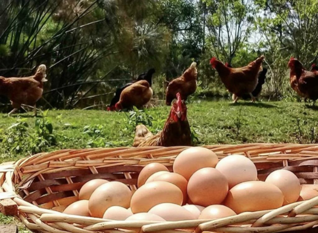 Huevos de gallinas felices (bandeja de 30) – Frutos Consentidos